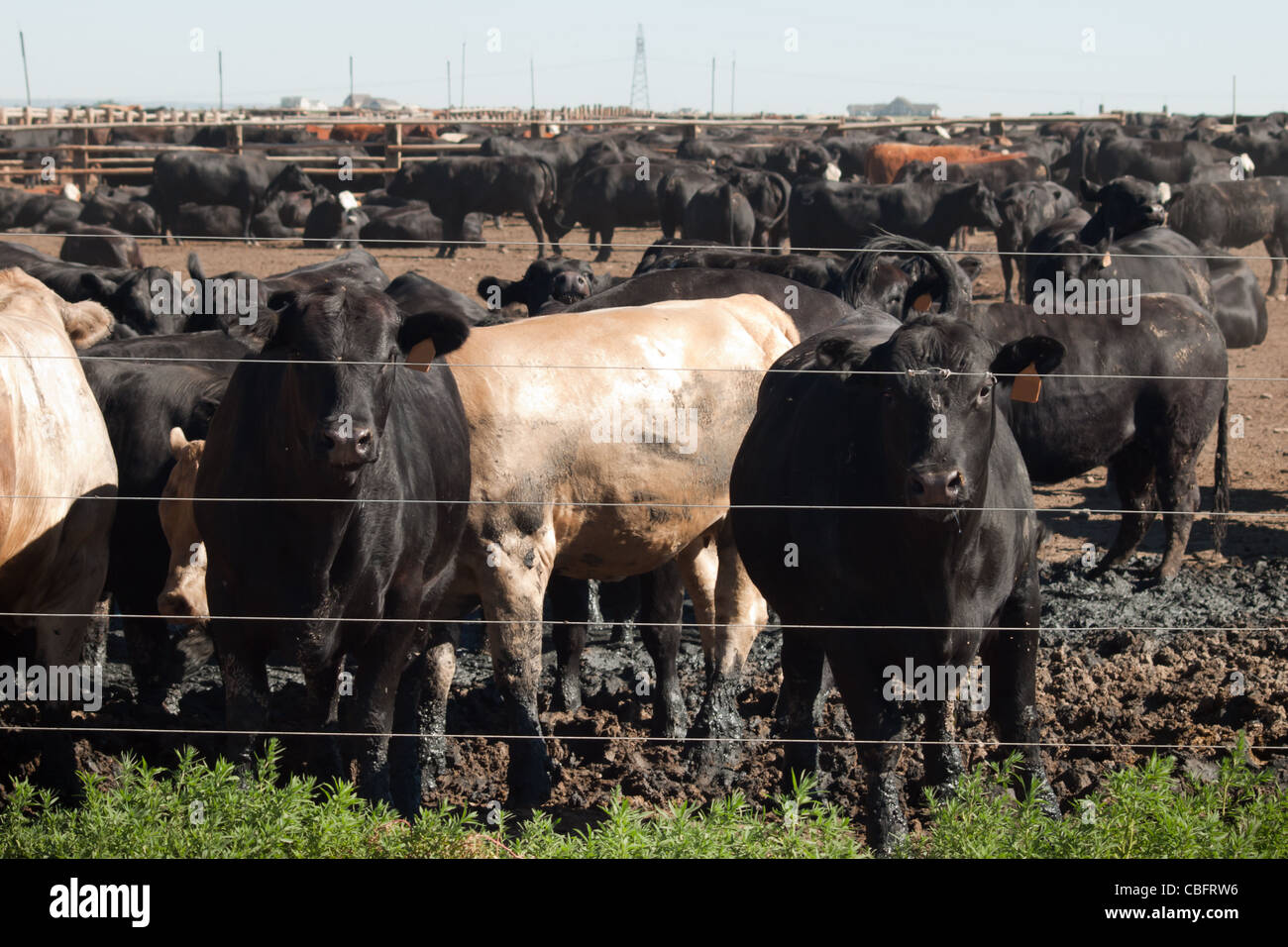 Beef cattle in northern Colorado Stock Photo - Alamy