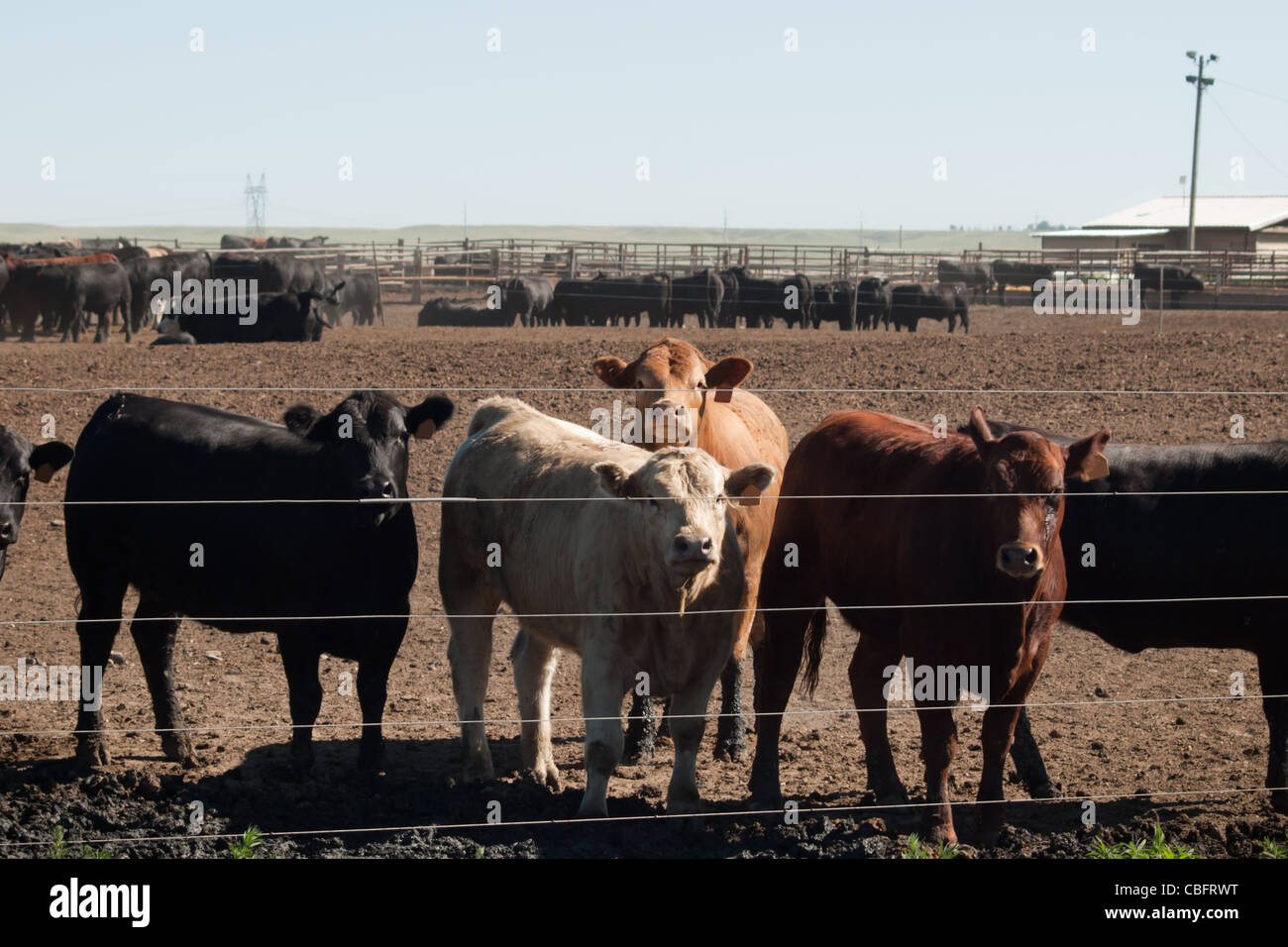Beef cattle in northern Colorado Stock Photo - Alamy