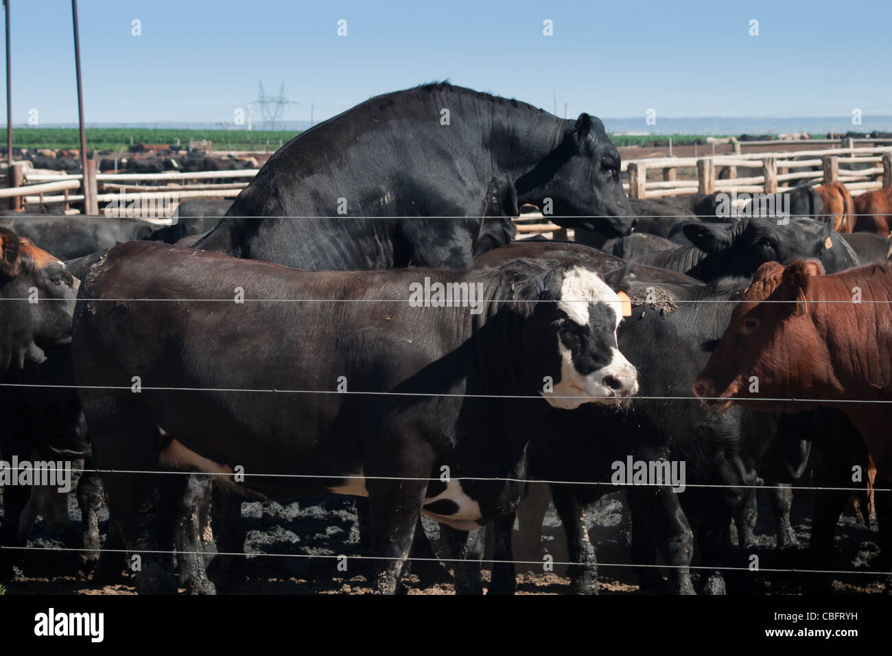 Beef cattle in northern Colorado Stock Photo - Alamy