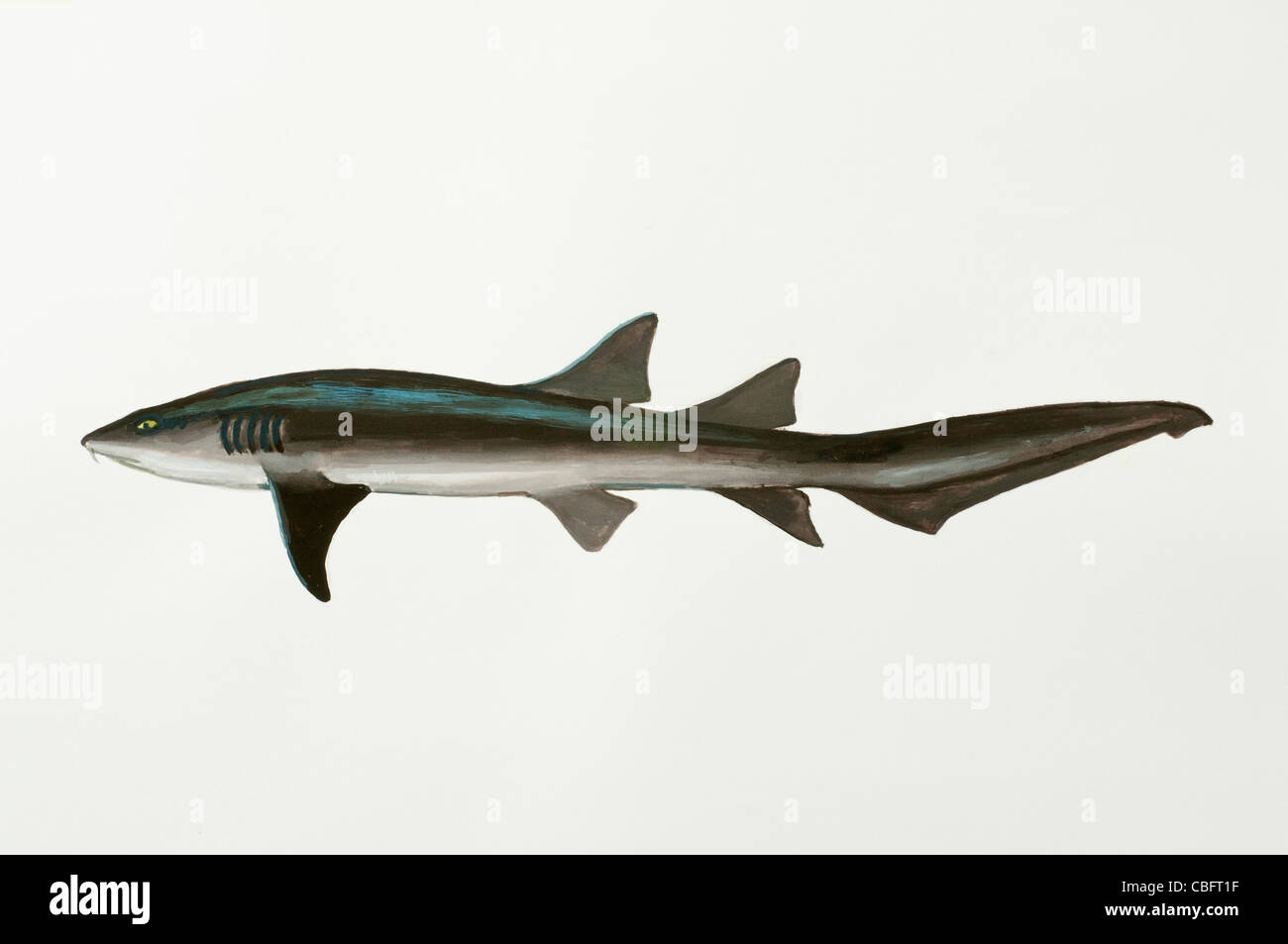 Tawny Nurse Shark Nebrius ferrugineus, Ginglymostamidae Stock Photo - Alamy