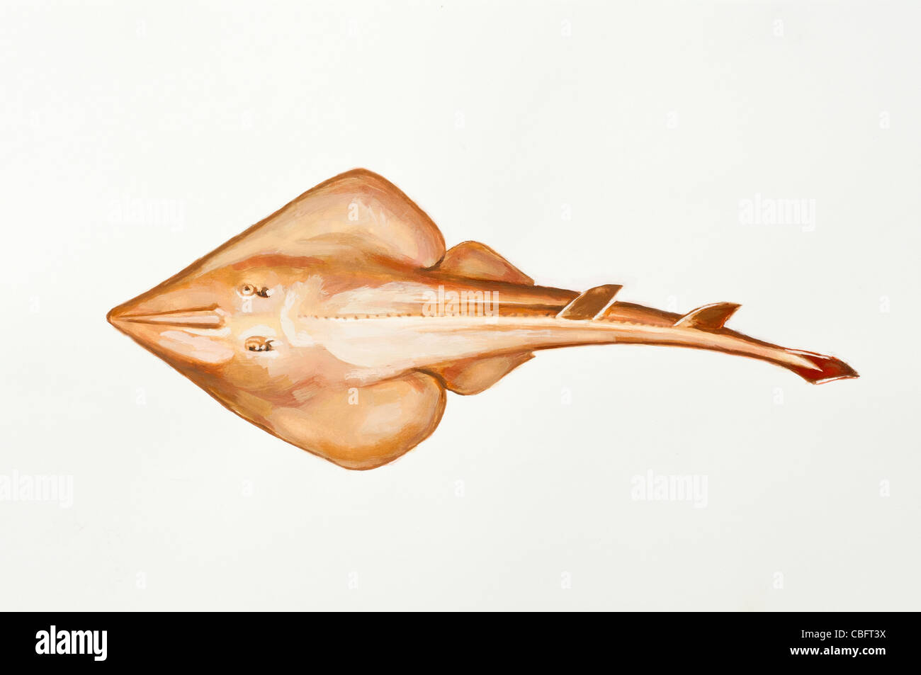 Rhinobatidae fish fishes roberto nistri horizontal hi-res stock ...