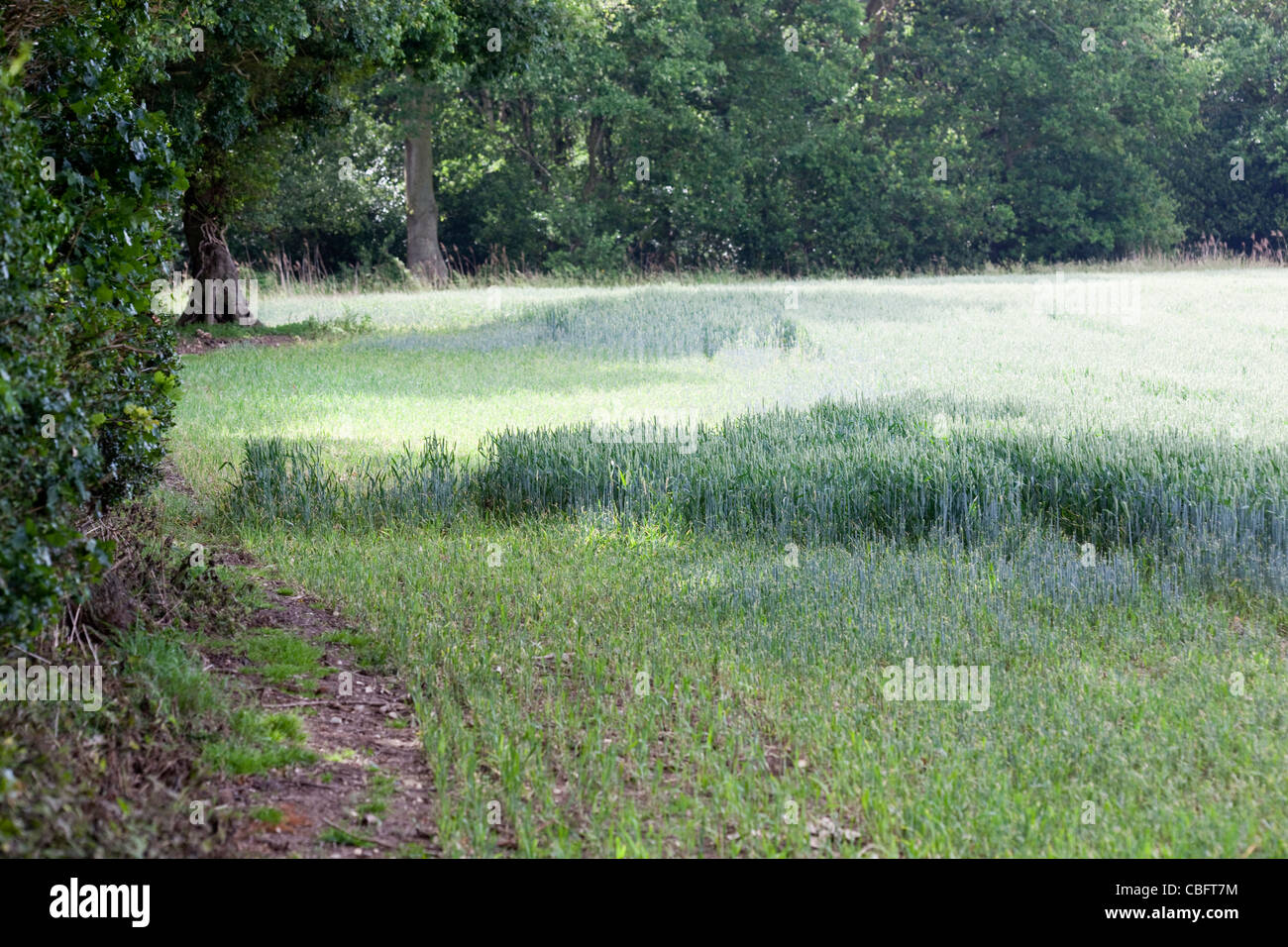 Rabbit pest hi-res stock photography and images - Alamy