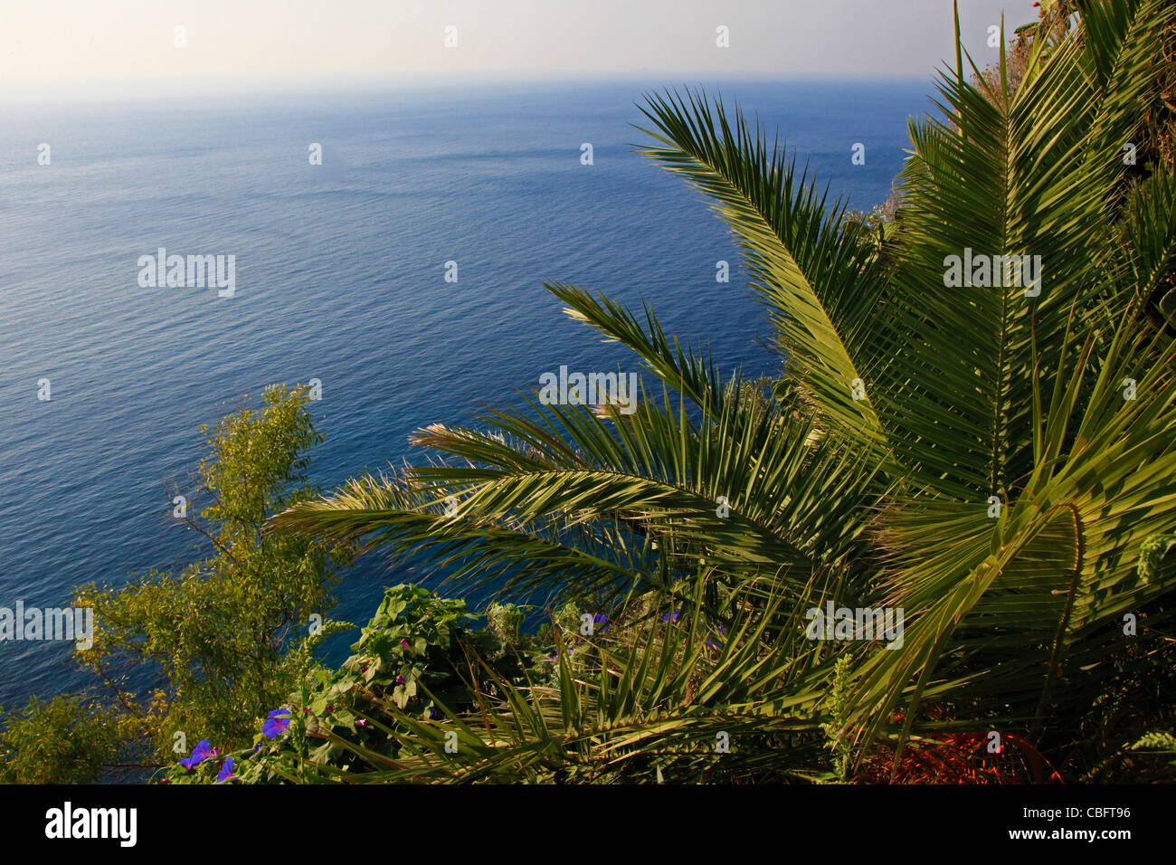 Italy, Campania, Capri, Giardini di Augusto, palm tree Stock Photo - Alamy