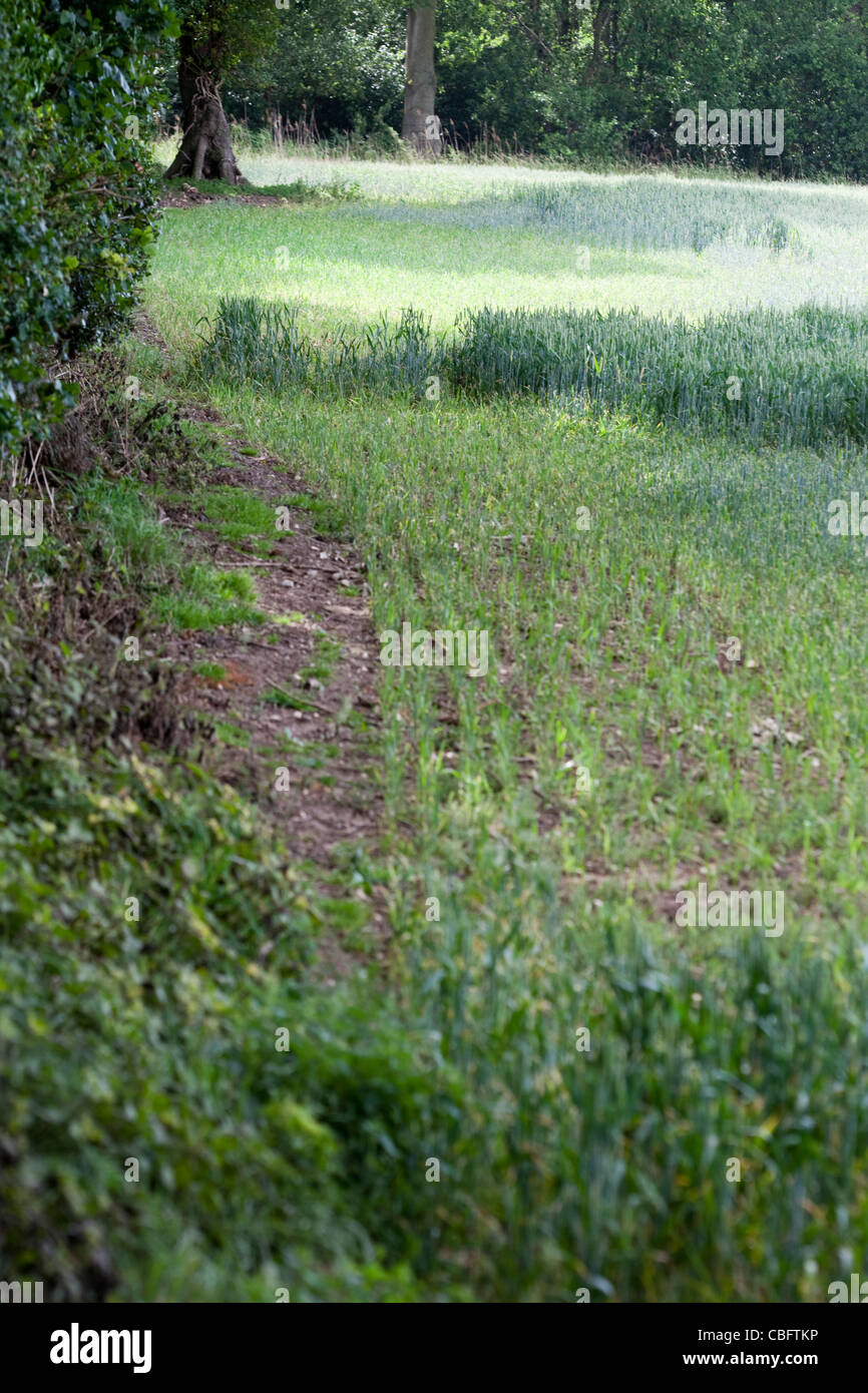 Rabbit damage hi-res stock photography and images - Alamy