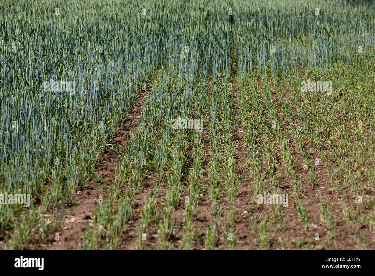 Rabbit (Cuniculus oryctolagus), grazing damage to growing Wheat crop ...