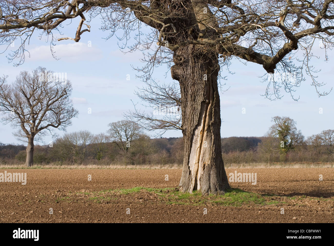 English Oak (Quercus robur). Trunk showing split caused by a lightening ...