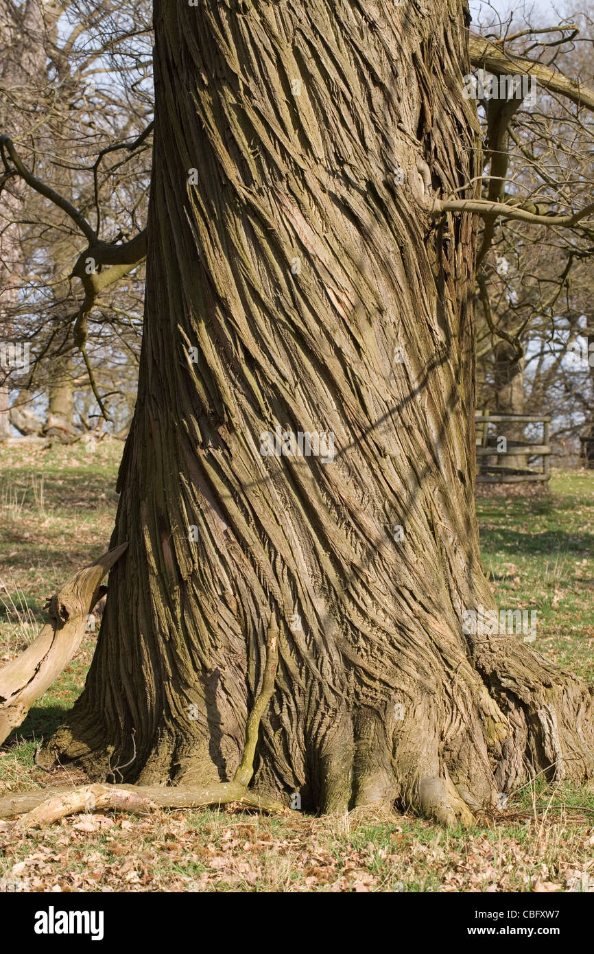 Sweet chestnut tree bark hi-res stock photography and images - Alamy