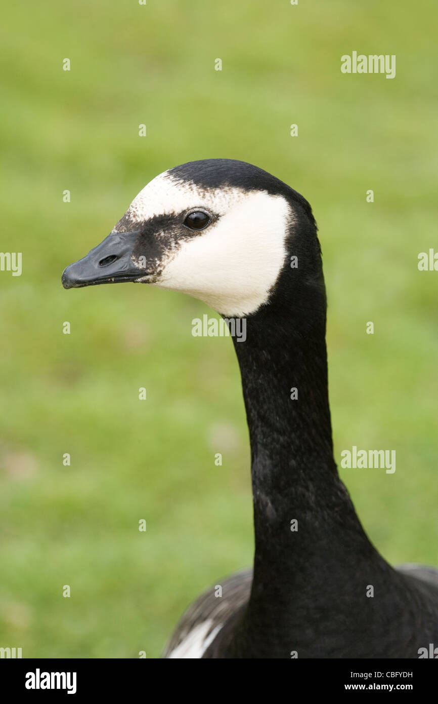 Barnacle Goose (Branta leucopsis). Portrait Stock Photo - Alamy