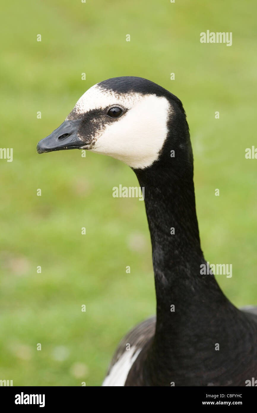 Barnacle goose hi-res stock photography and images - Alamy