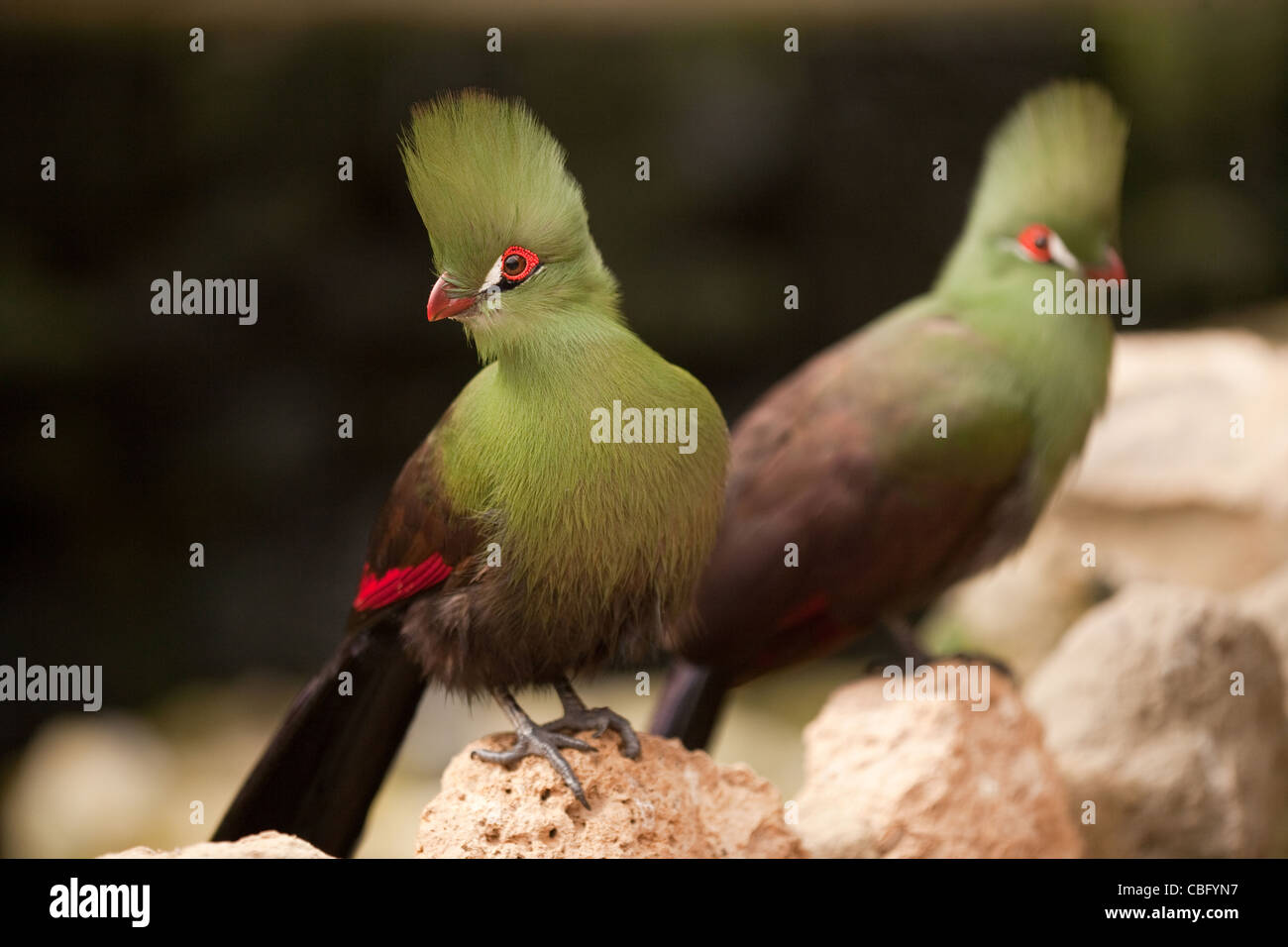 Green-crested Turaco . (Touraco persa). Arboreal species living in ...