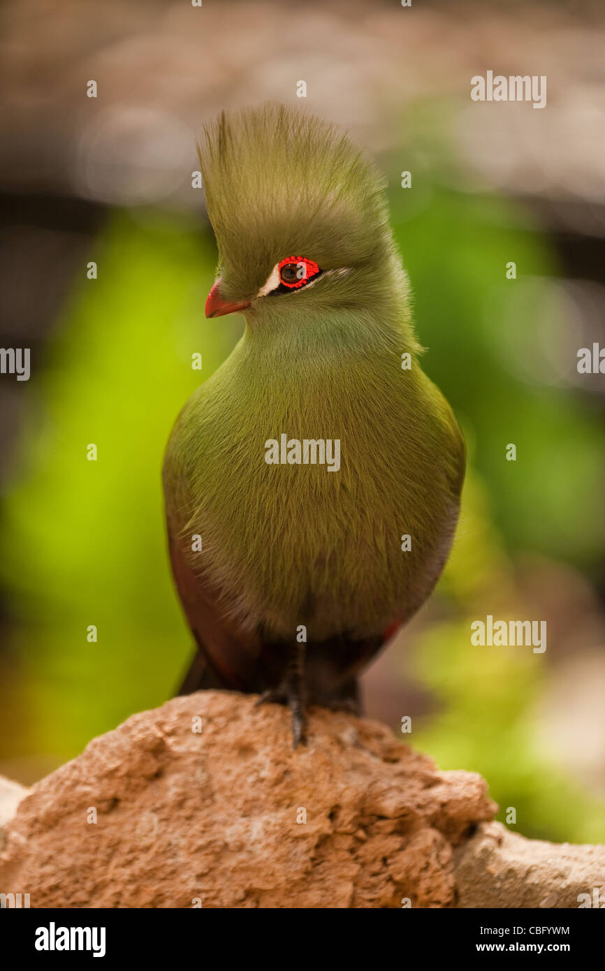 Green turaco portrait hi-res stock photography and images - Alamy