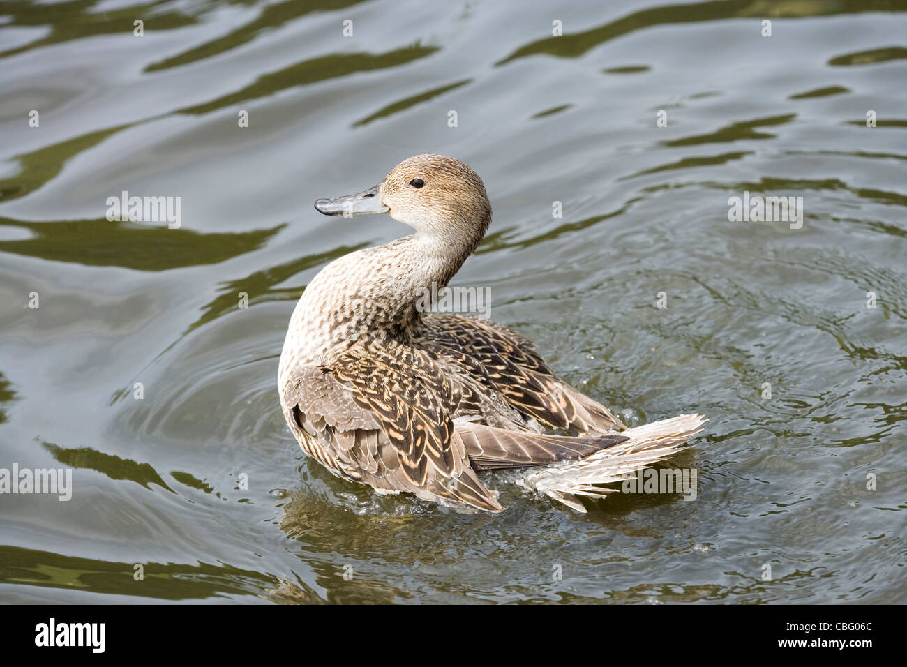 Northern Pintail (Anas acuta). Duck or female, about to wing flapp ...