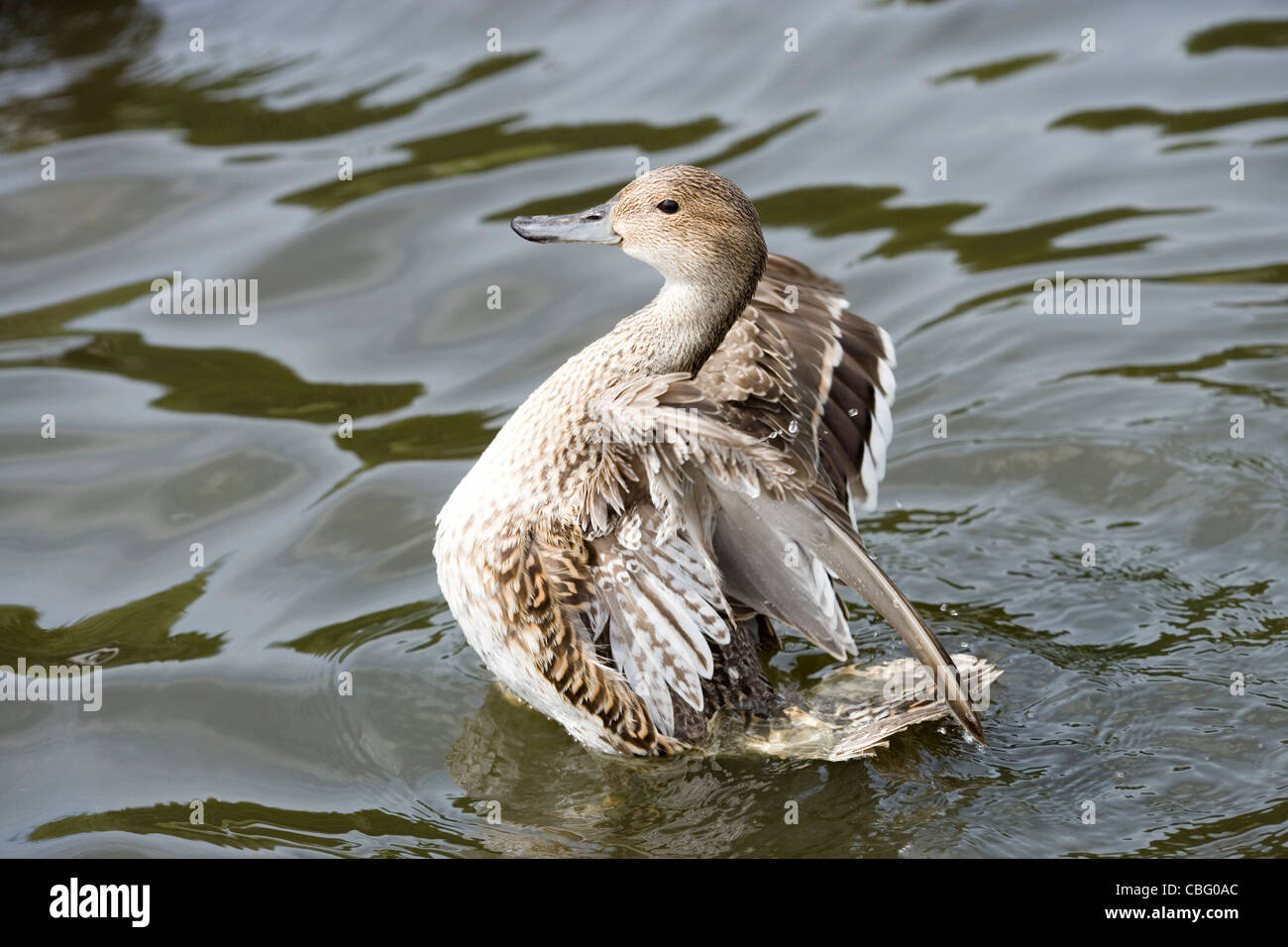 Northern Pintail (Anas acuta). Duck or female, wing flapping after ...