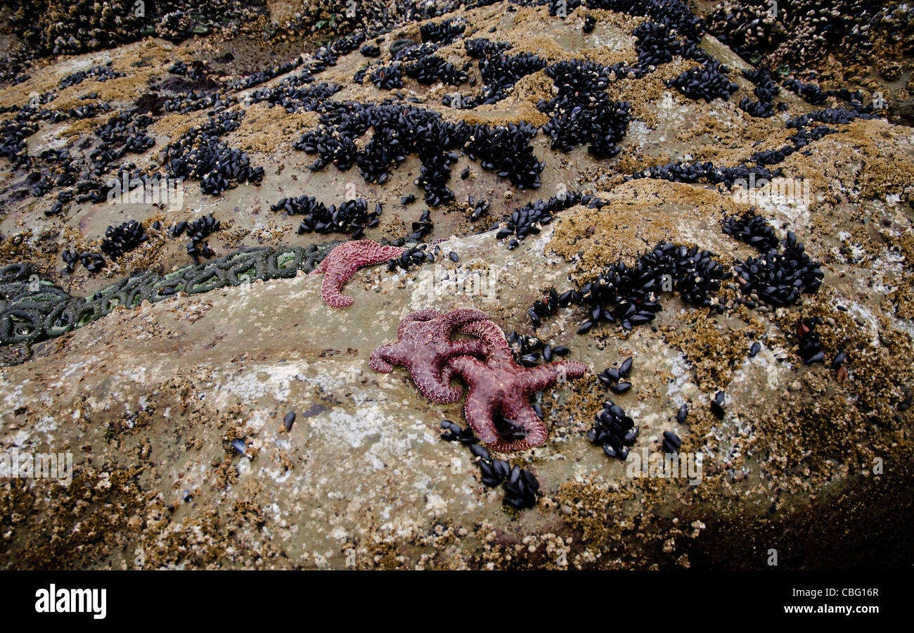Magenta sea stars (or starfish), clams, and anemones on rocks in tide ...