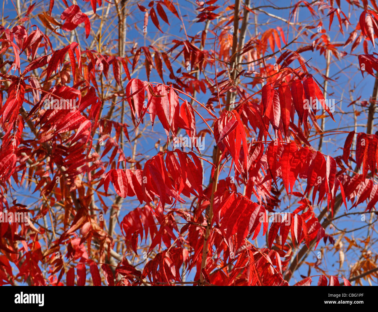 Pistacia Chinensis Fruit