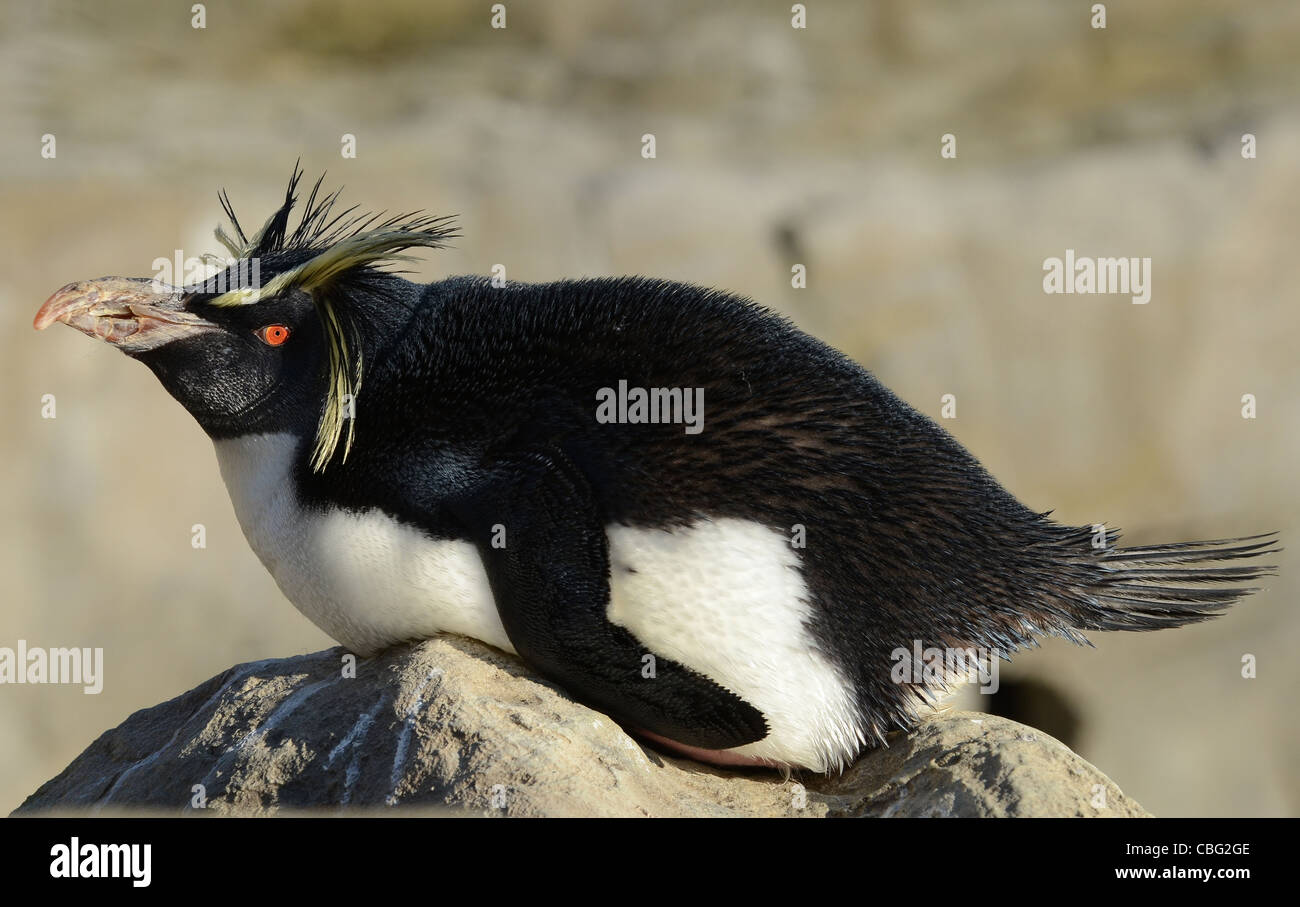 Rock hopper Penguin Stock Photo - Alamy