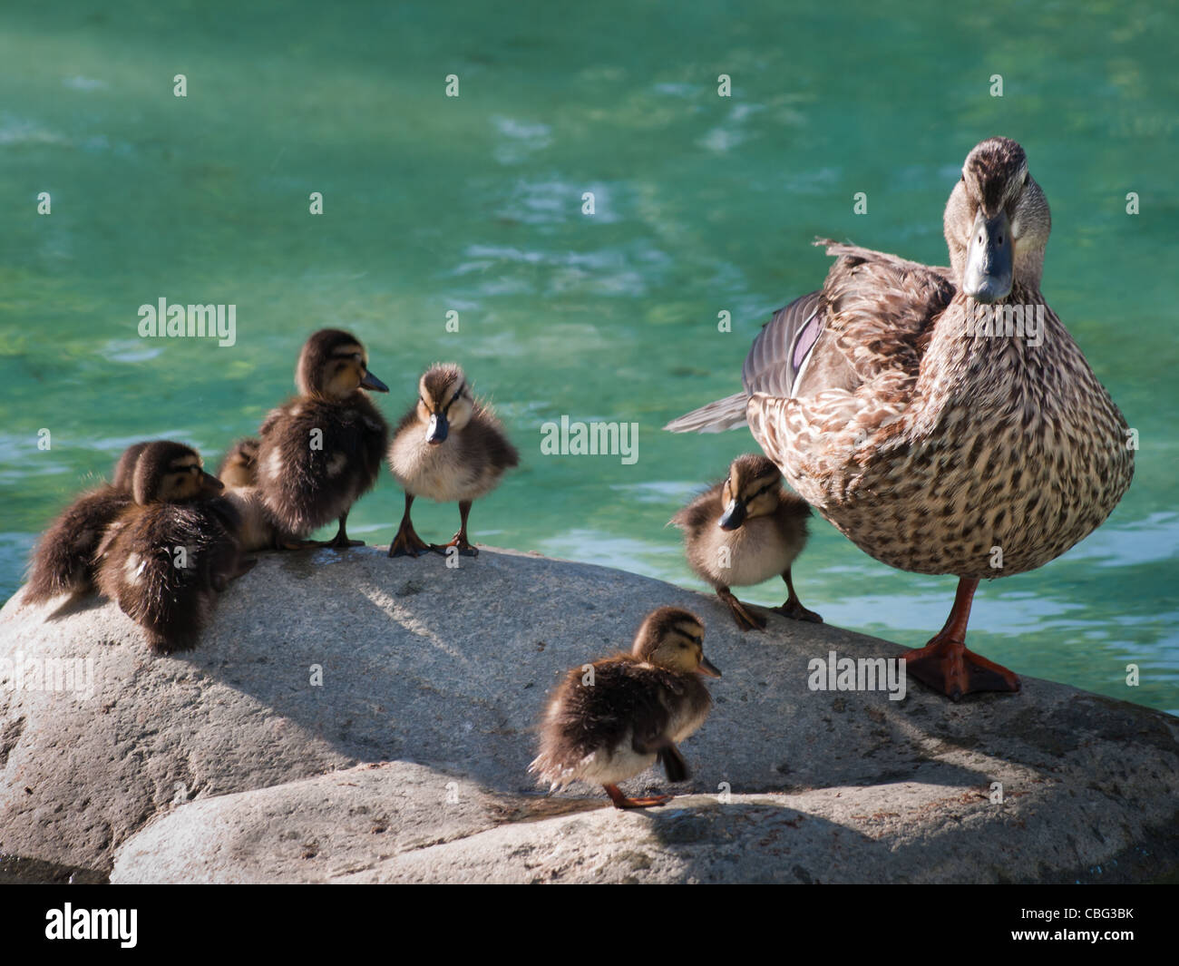 Dickie duck hi-res stock photography and images - Alamy