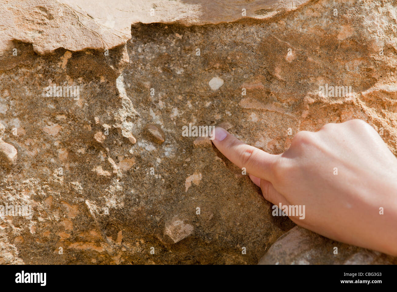 Trace fossil hi-res stock photography and images - Alamy