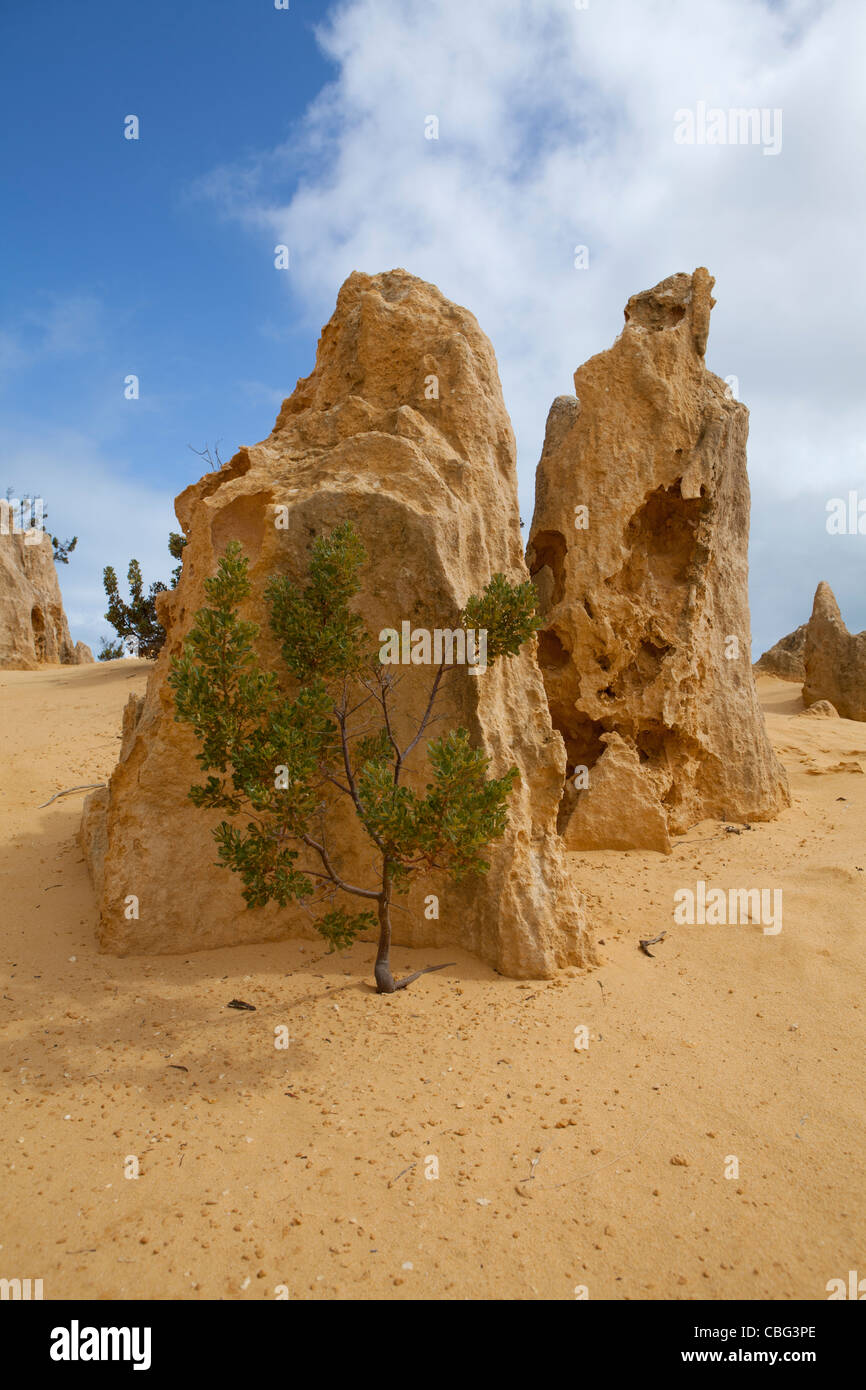 The Pinnacles Desert on the 'Indian Ocean Drive', Western Australia ...