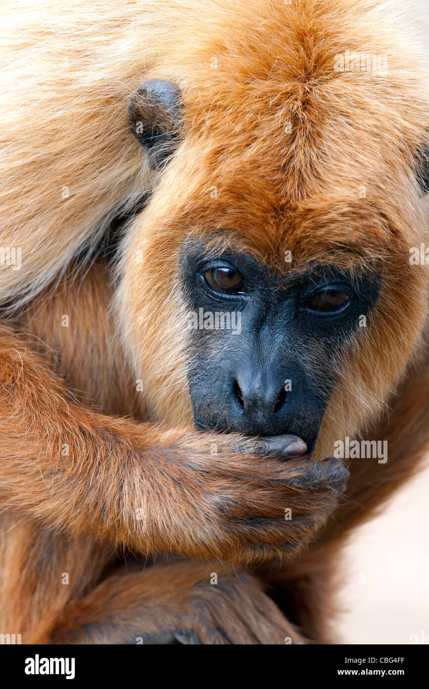 female Black howler monkey in an animal shelter in Samaipata, Bolivia ...