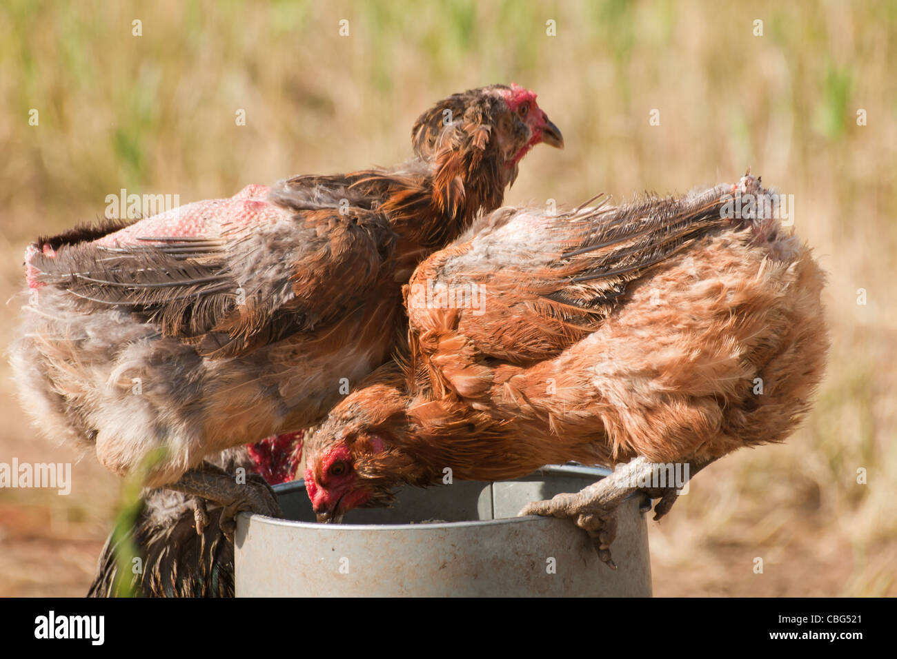 Chickens at the chicken farm in Fort Collins, Colorado Stock Photo - Alamy