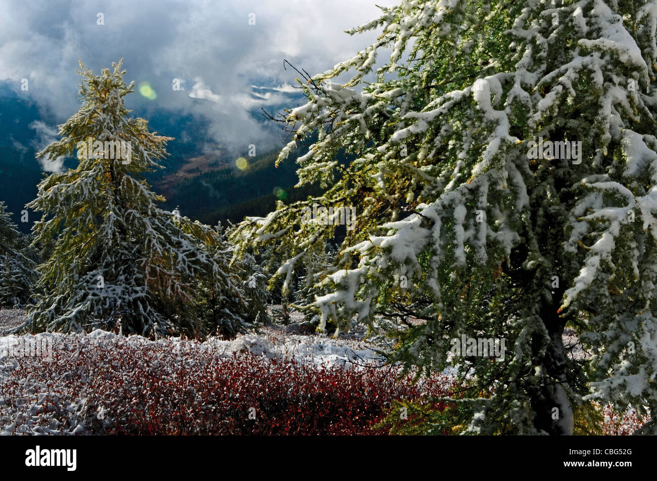 Larch trees covered by fresh snow Stock Photo - Alamy