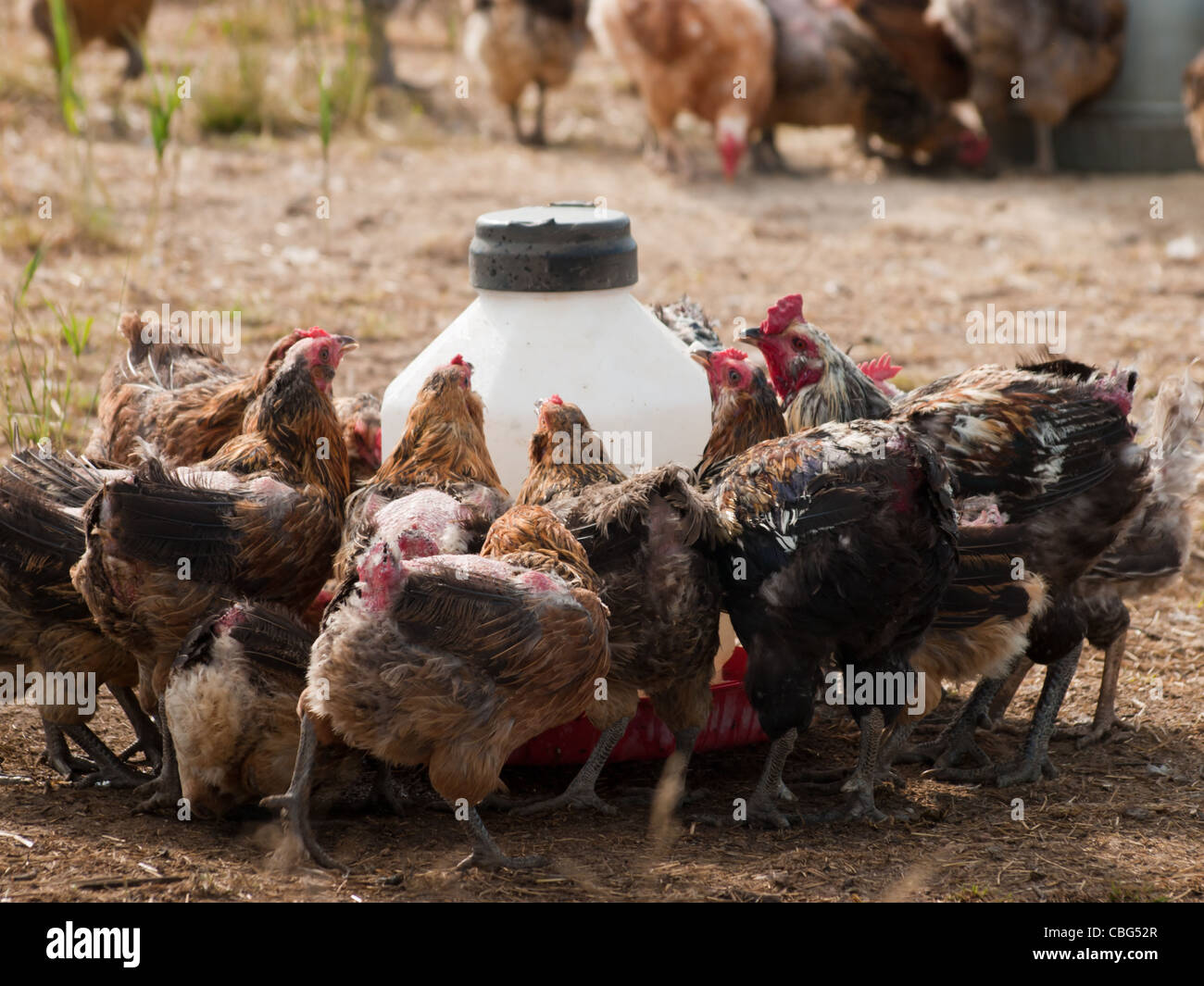 Chickens at the chicken farm in Fort Collins, Colorado Stock Photo - Alamy