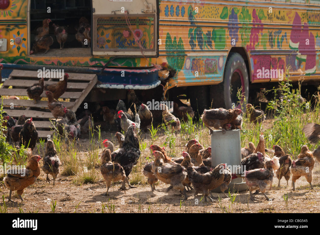 Chickens at the chicken farm in Fort Collins, Colorado Stock Photo - Alamy