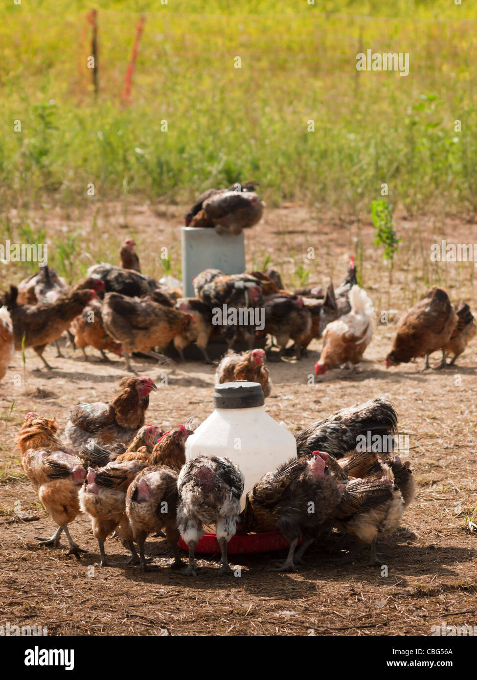 Chickens at the chicken farm in Fort Collins, Colorado Stock Photo - Alamy