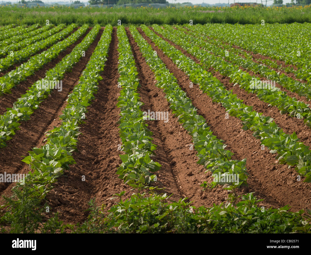 Collins mill hi-res stock photography and images - Alamy