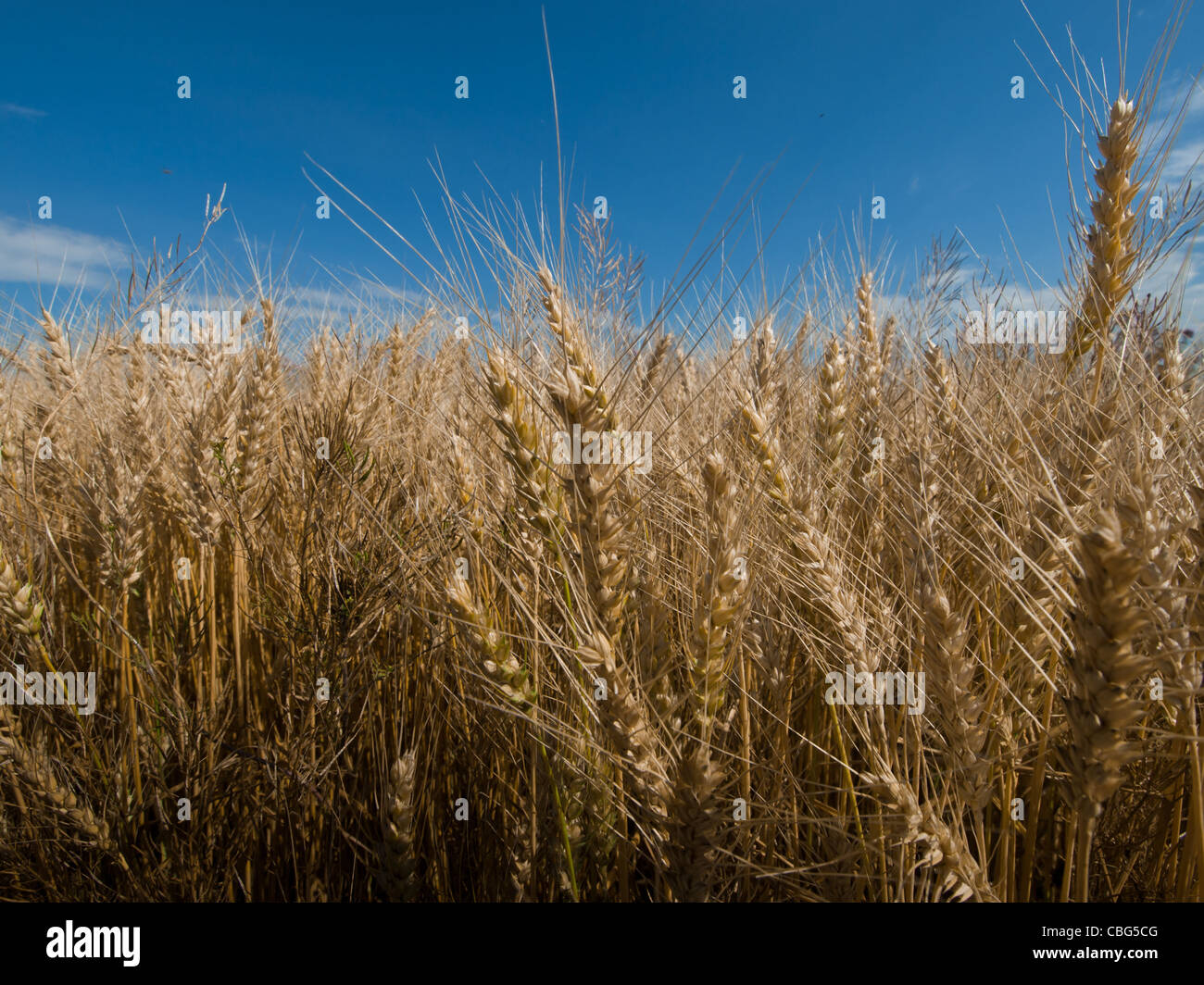 Yellow grain ready for harvest growing in a farm field in Fort Collins ...