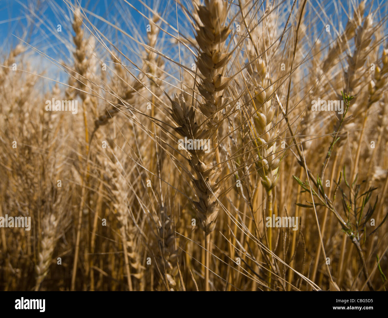 Yellow grain ready for harvest growing in a farm field in Fort Collins ...
