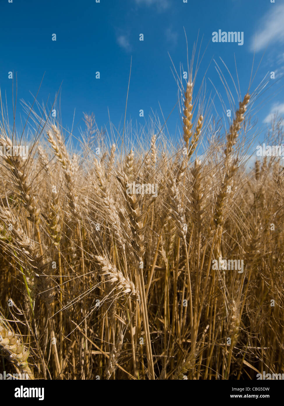 Yellow grain ready for harvest growing in a farm field in Fort Collins ...