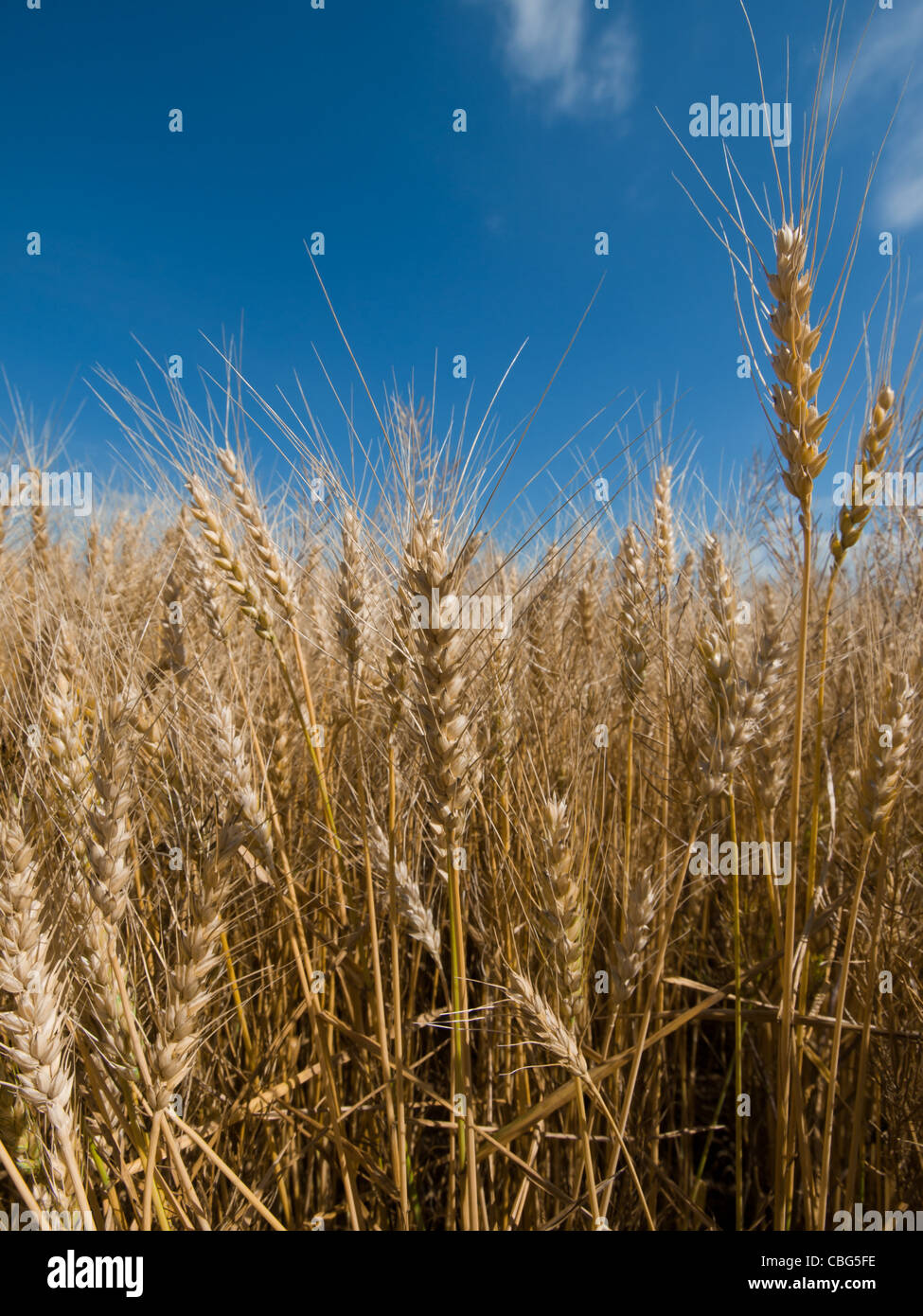 Yellow grain ready for harvest growing in a farm field in Fort Collins ...