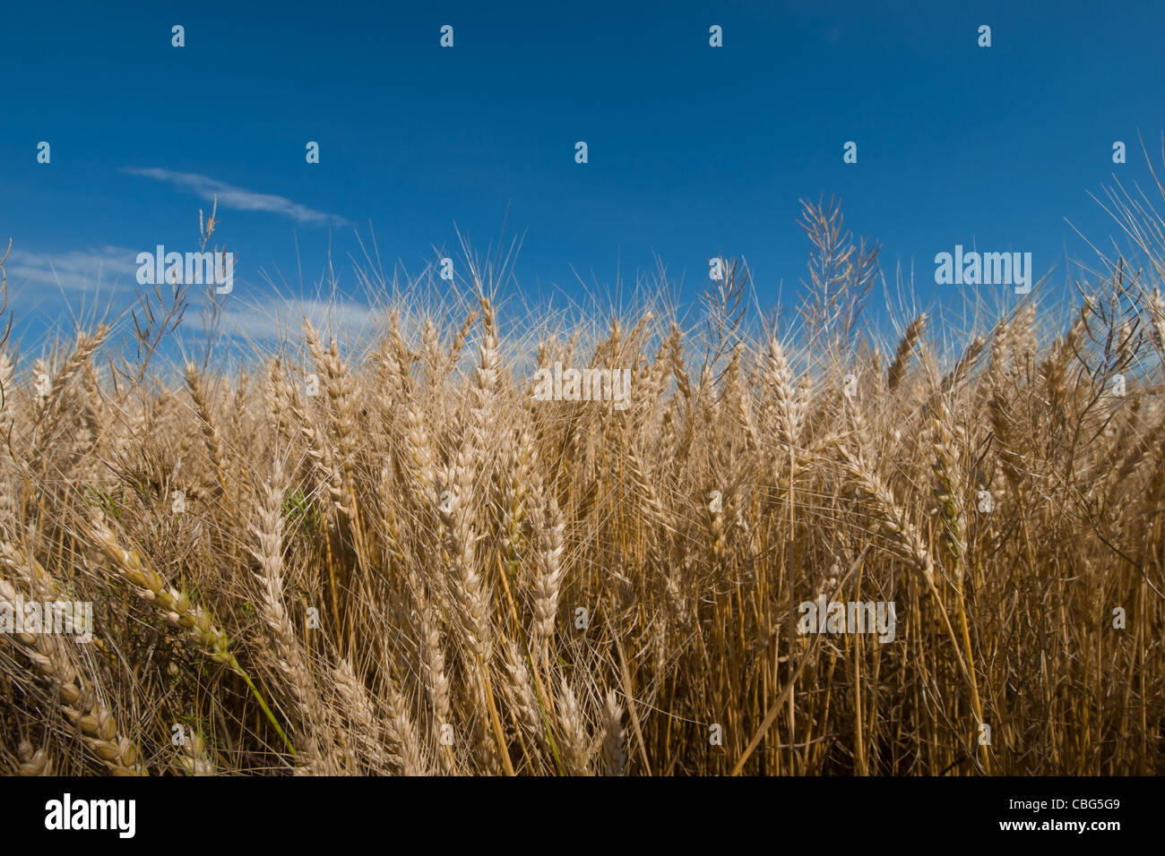 Yellow grain ready for harvest growing in a farm field in Fort Collins ...