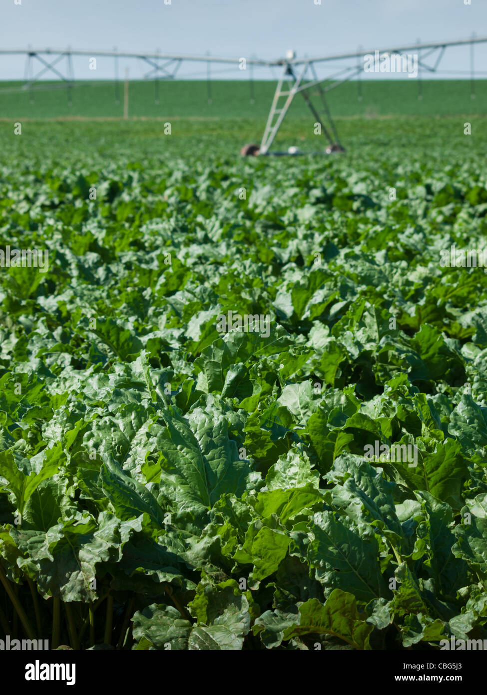 Agricultural land with row crops in Fort Collins, Colorado Stock Photo ...