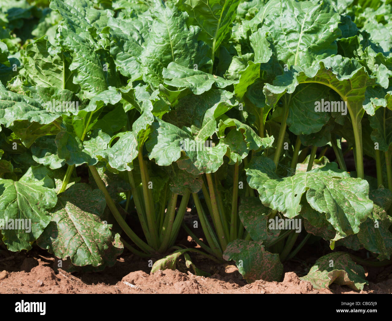 Agricultural land with row crops in Fort Collins, Colorado Stock Photo ...
