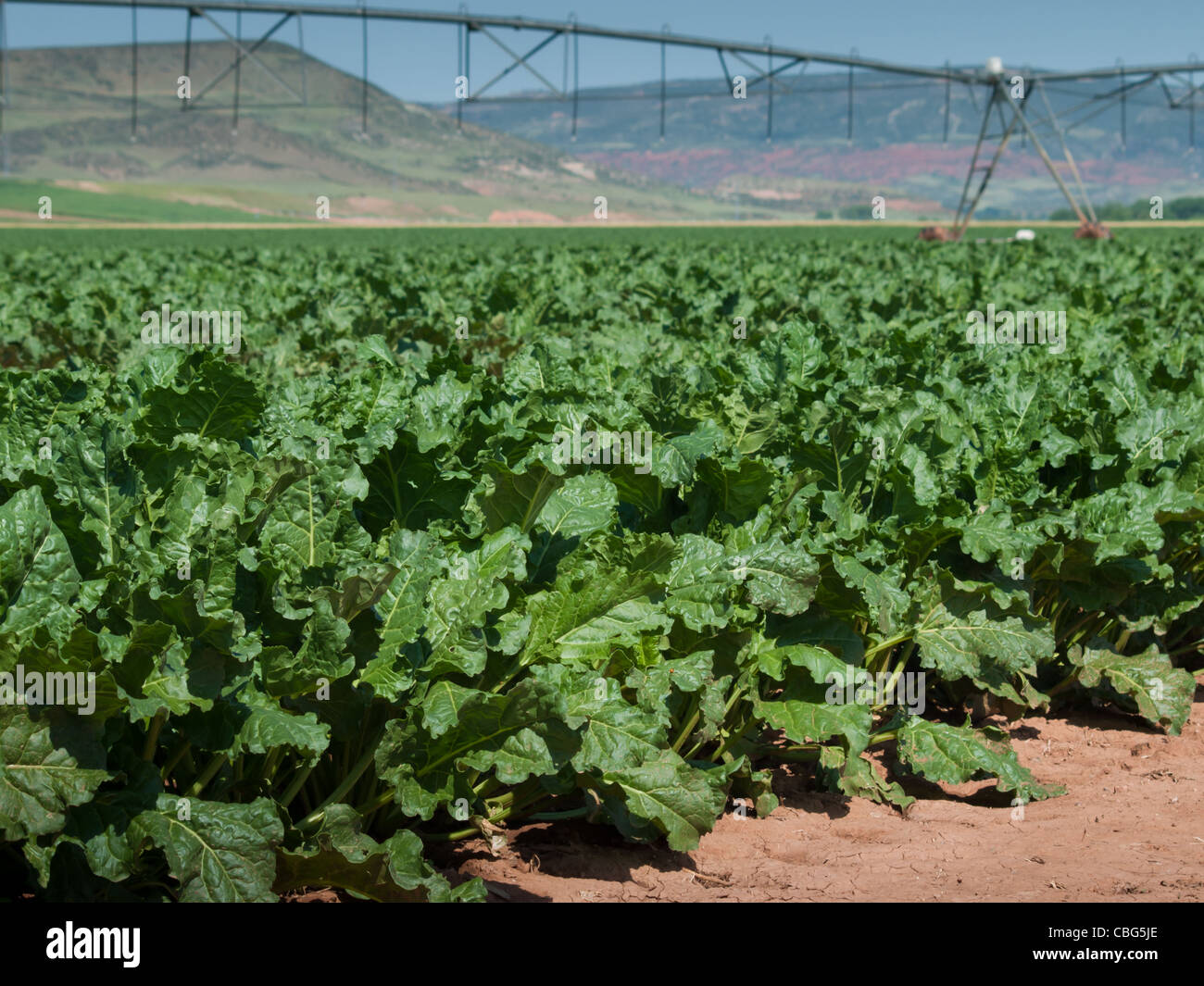 Collins mill hi-res stock photography and images - Alamy