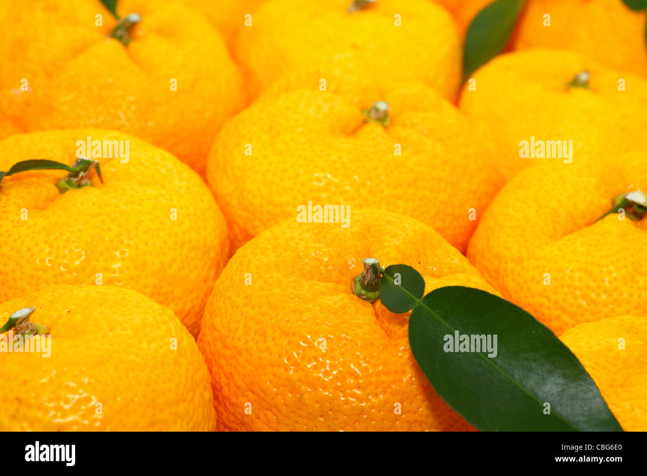 Citron texture and background close up shoot Stock Photo - Alamy