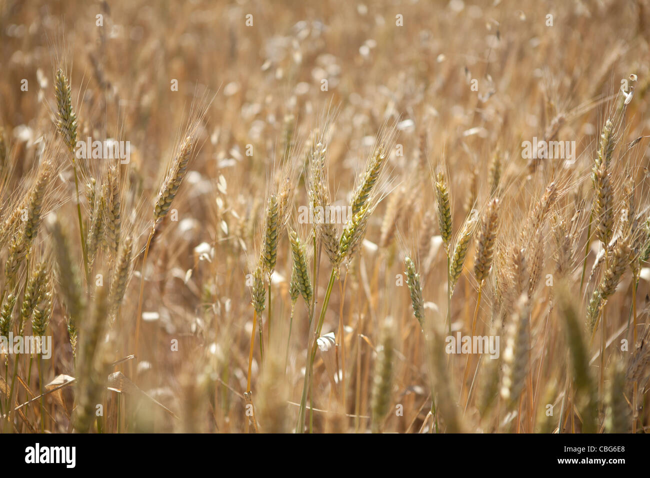 Australian wheat harvest hi-res stock photography and images - Alamy