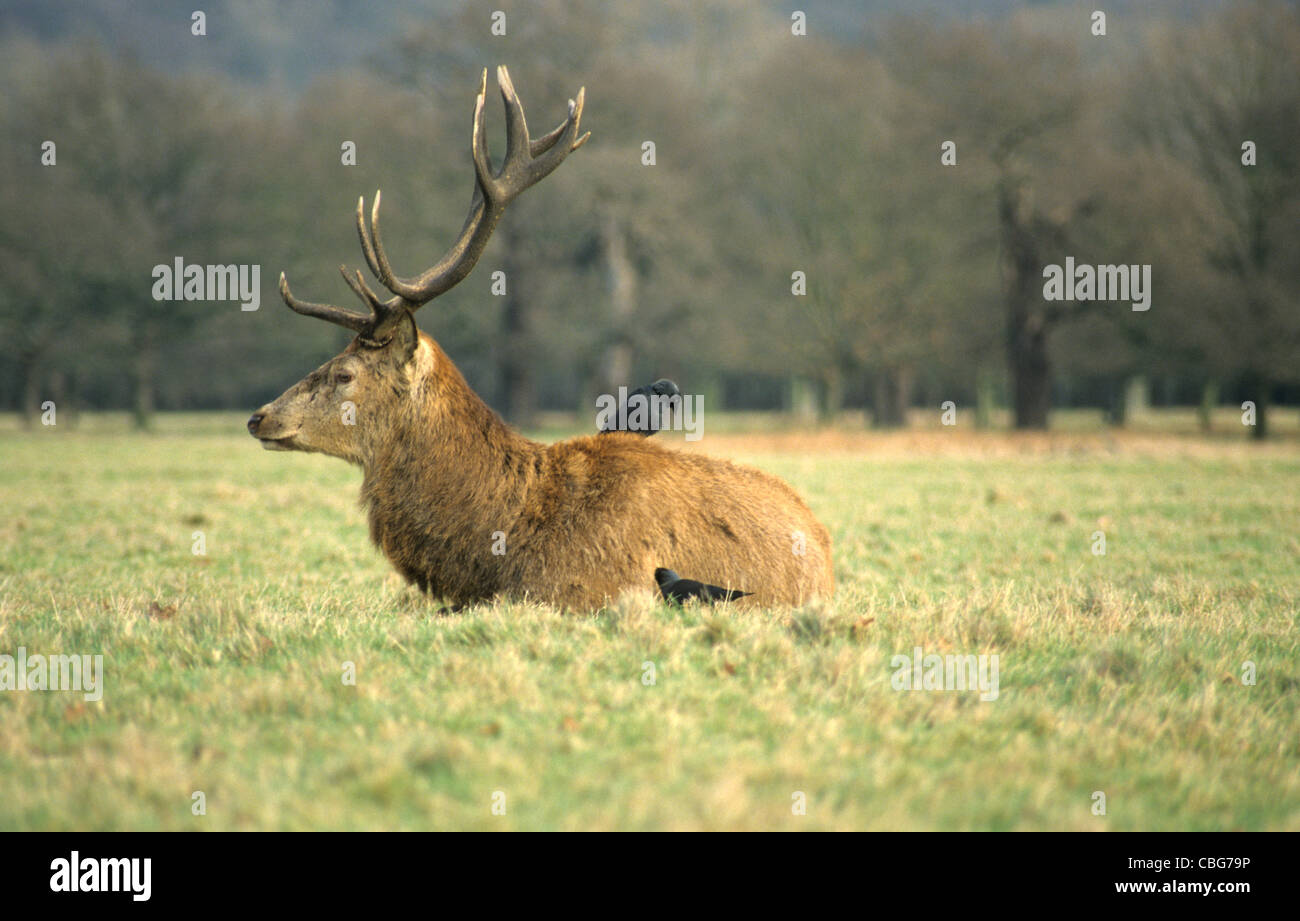 Red deer buck, UK Stock Photo - Alamy