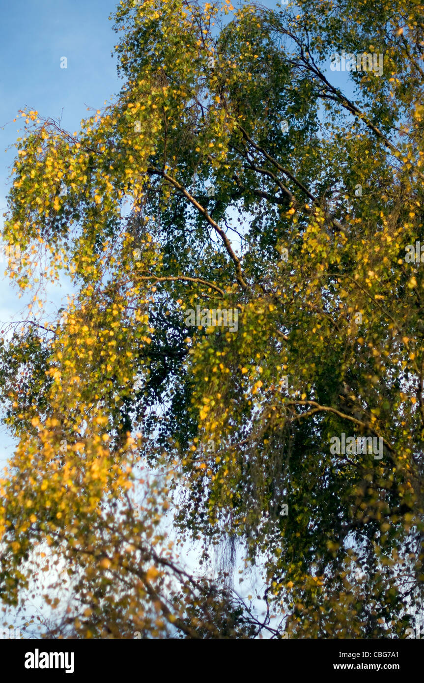 Silver Birch (Betula Pendula), Tree Blowing in the Wind, New Forest ...