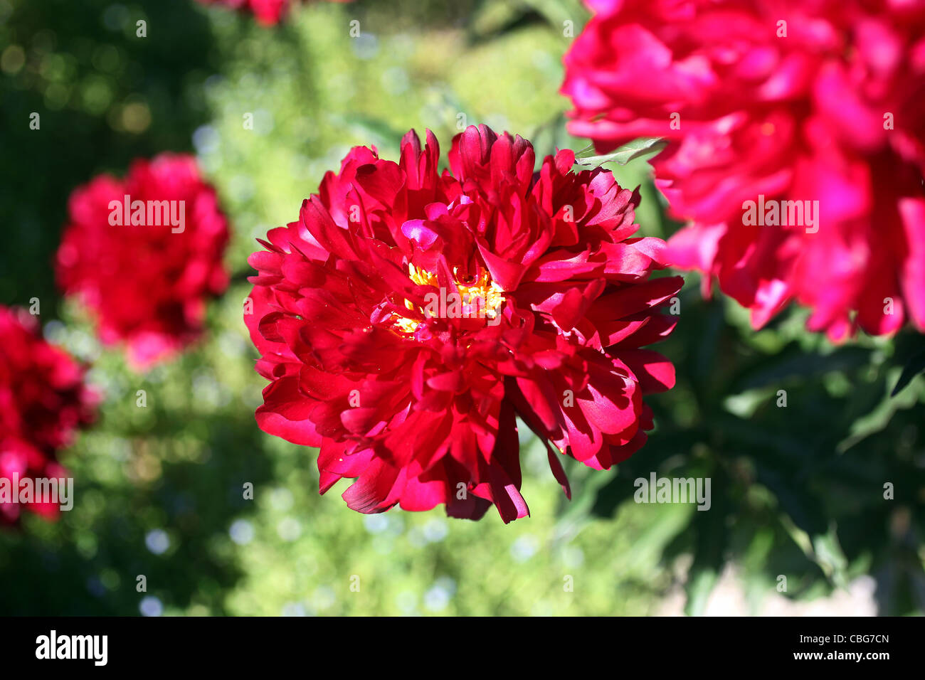 Paeonies growing on a farm near Queenstown, New Zealand Stock Photo - Alamy