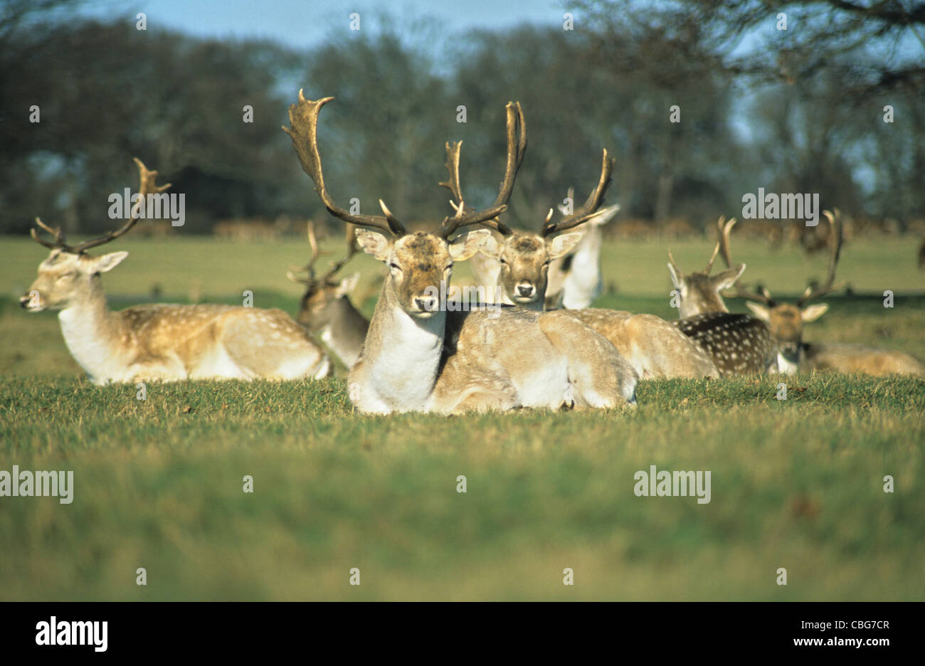 Fallow deer, UK Stock Photo - Alamy