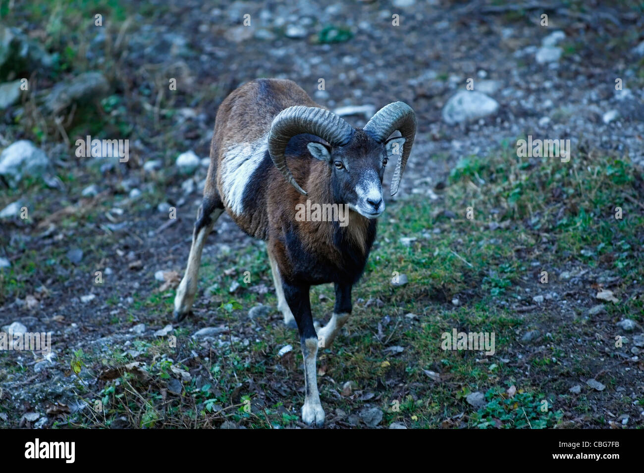 European Mufflon ( Ovis orientalis musimon ) Portrait Stock Photo - Alamy