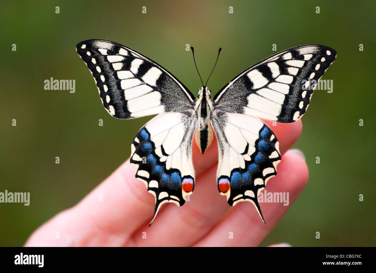 Beautiful monarch butterfly on human hand Stock Photo - Alamy