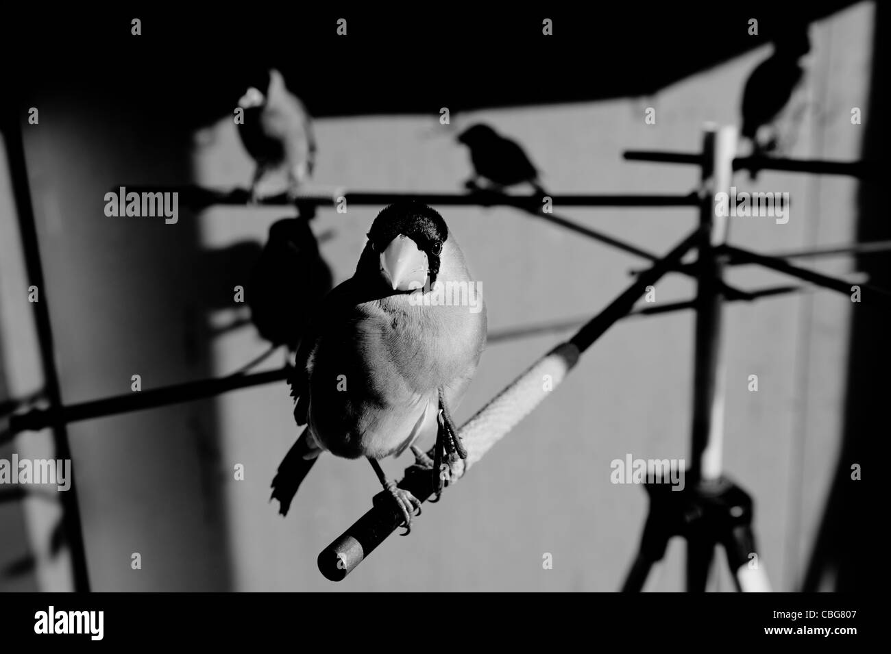 Finch images Black and White Stock Photos & Images - Alamy