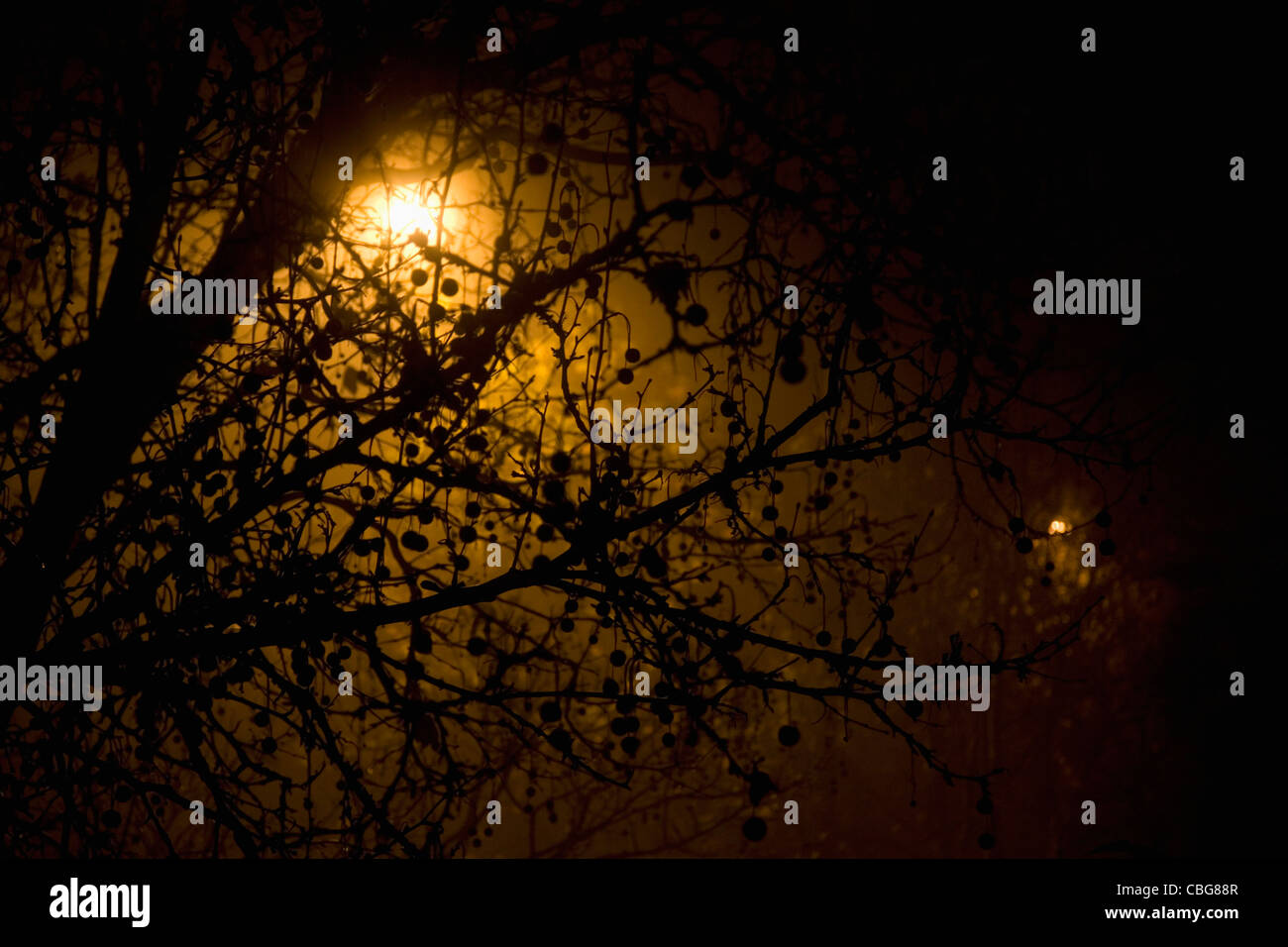 A plane tree in an ominous fog Stock Photo - Alamy