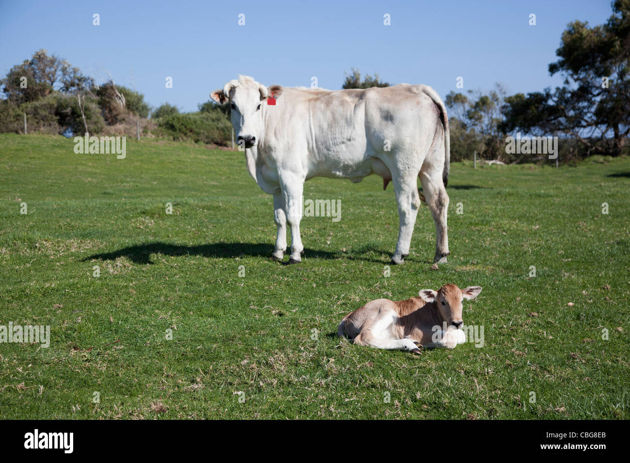 A bull and a calf in field Stock Photo - Alamy