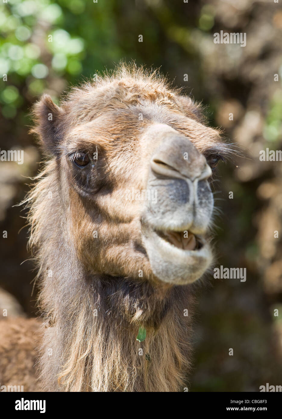 head of a funny camel in its habitat Stock Photo - Alamy